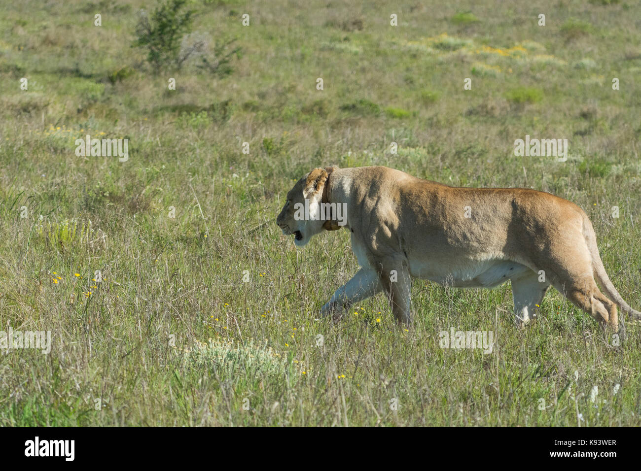 Lion hunt elephant hi-res stock photography and images - Alamy