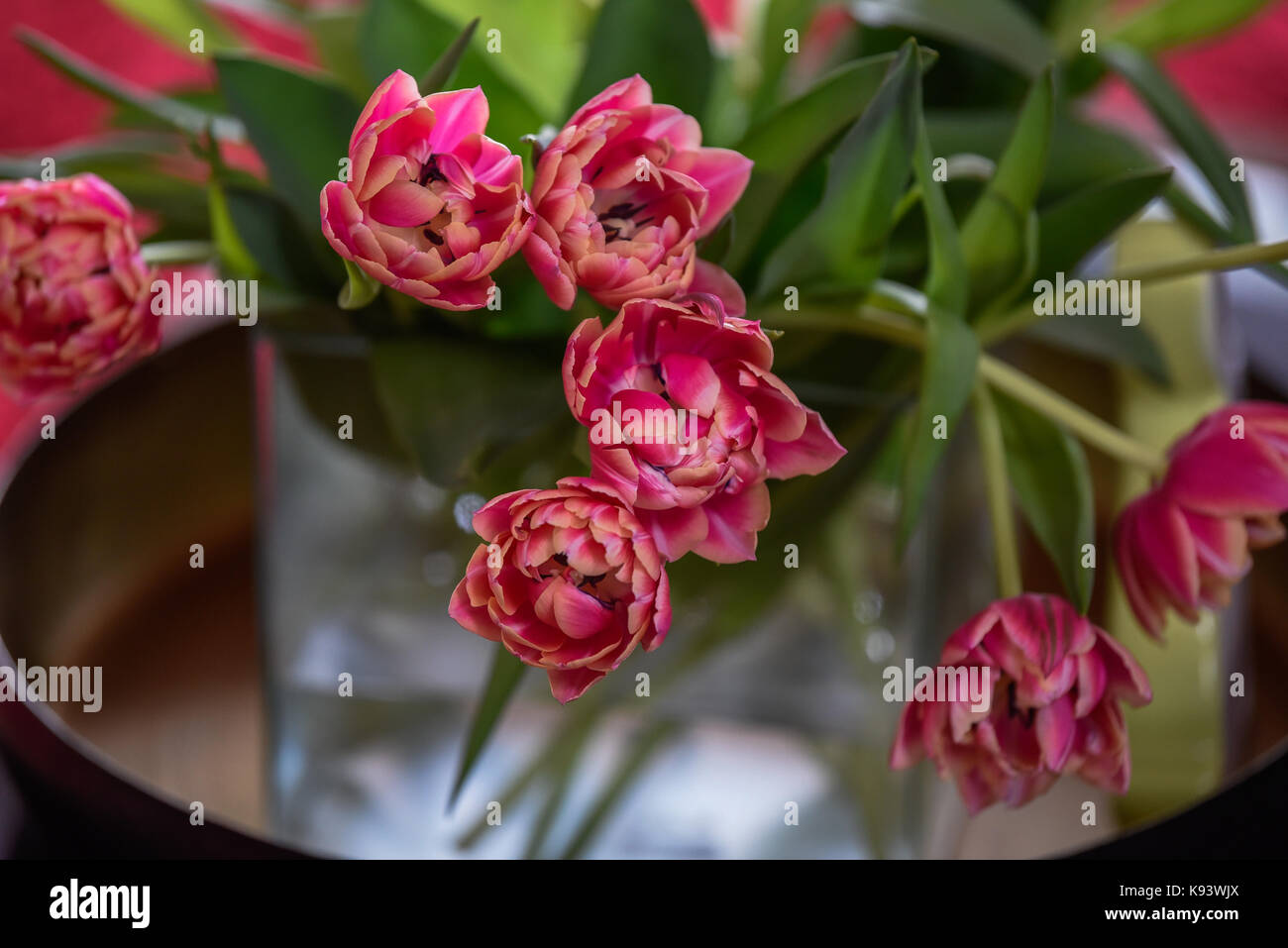 Gartenflowers hi-res stock photography and images - Alamy