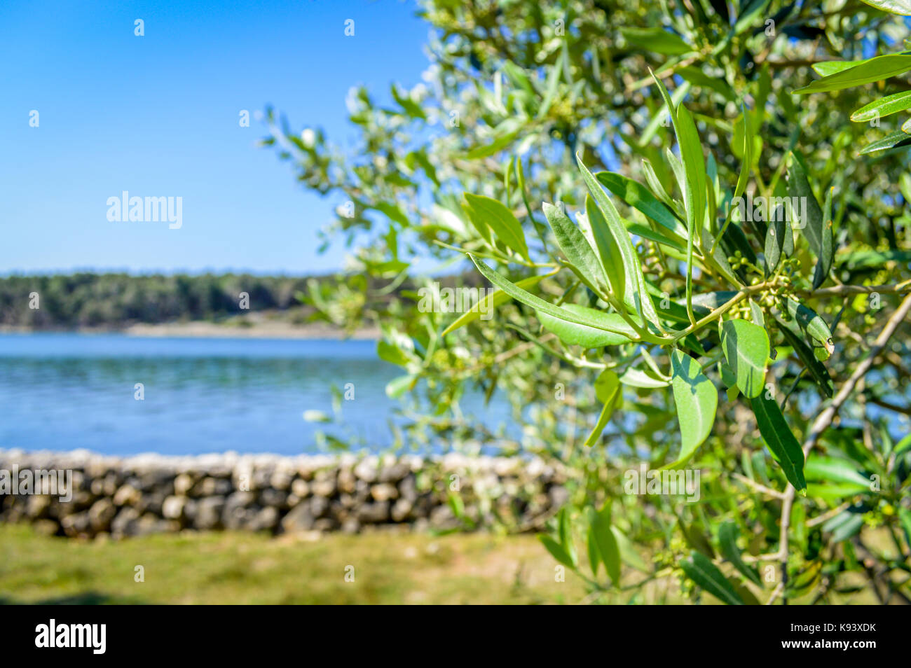 Mediterranean olive tree sea hi-res stock photography and images - Alamy