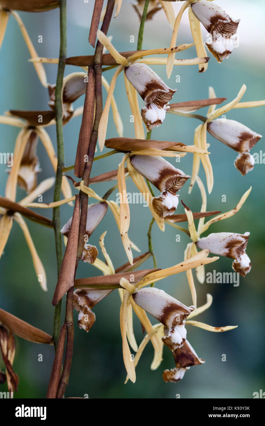 Coelogyne hi-res stock photography and images - Alamy