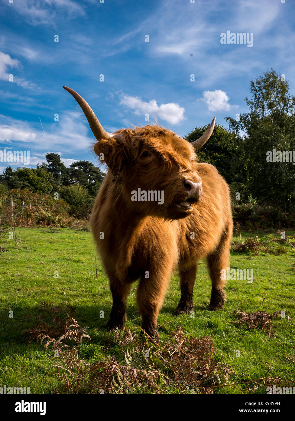 Highland cow at Hothfield Nature reserve, Kent Stock Photo - Alamy