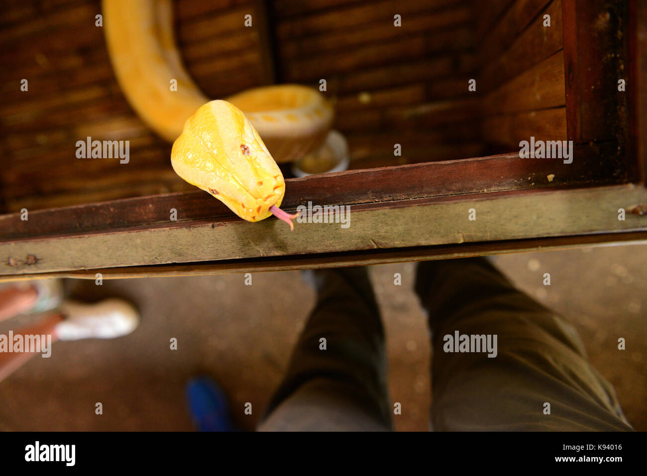 Bohol python and wildlife park hi-res stock photography and images - Alamy