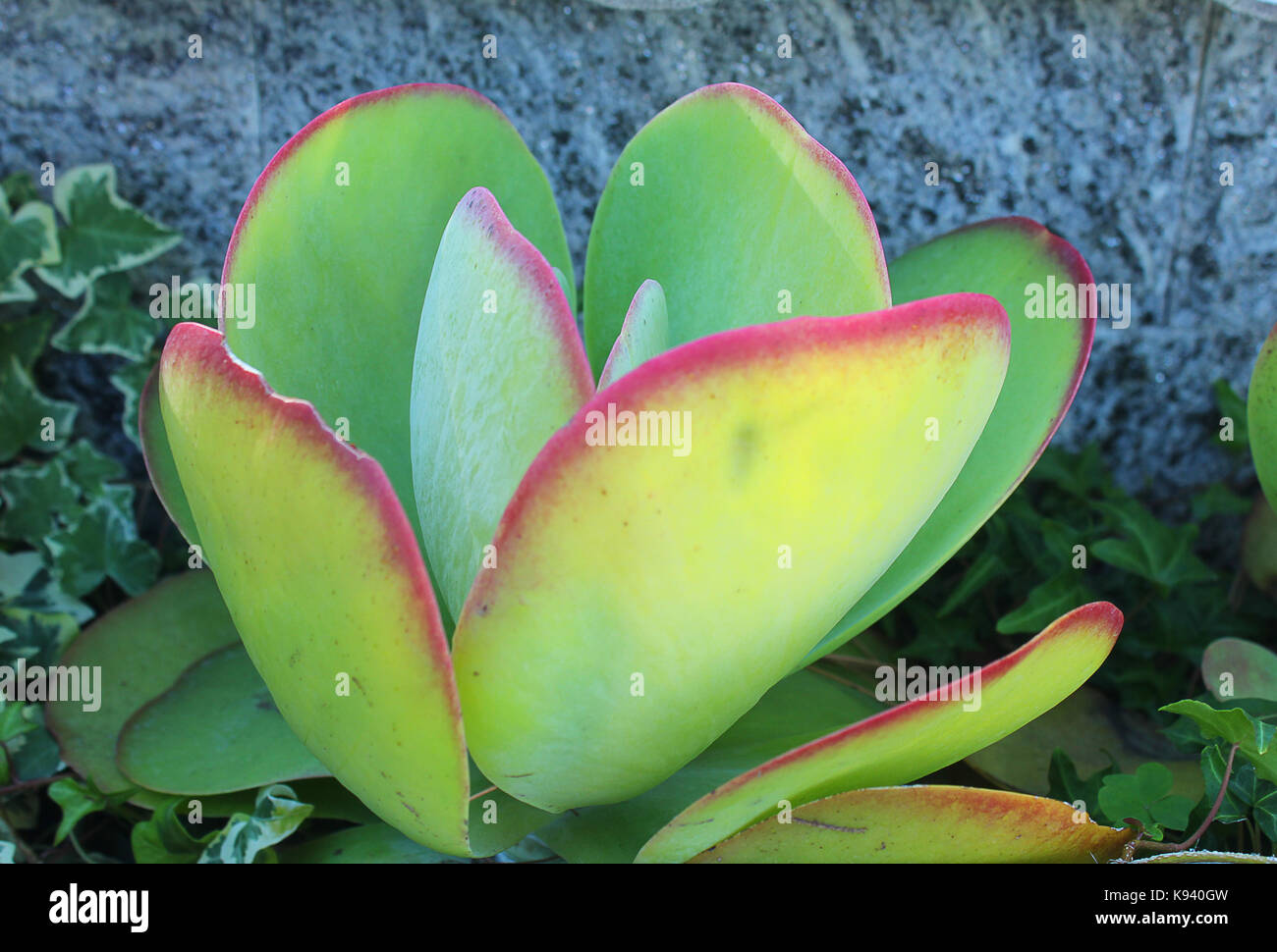 a big succulent plant in the garden Stock Photo - Alamy