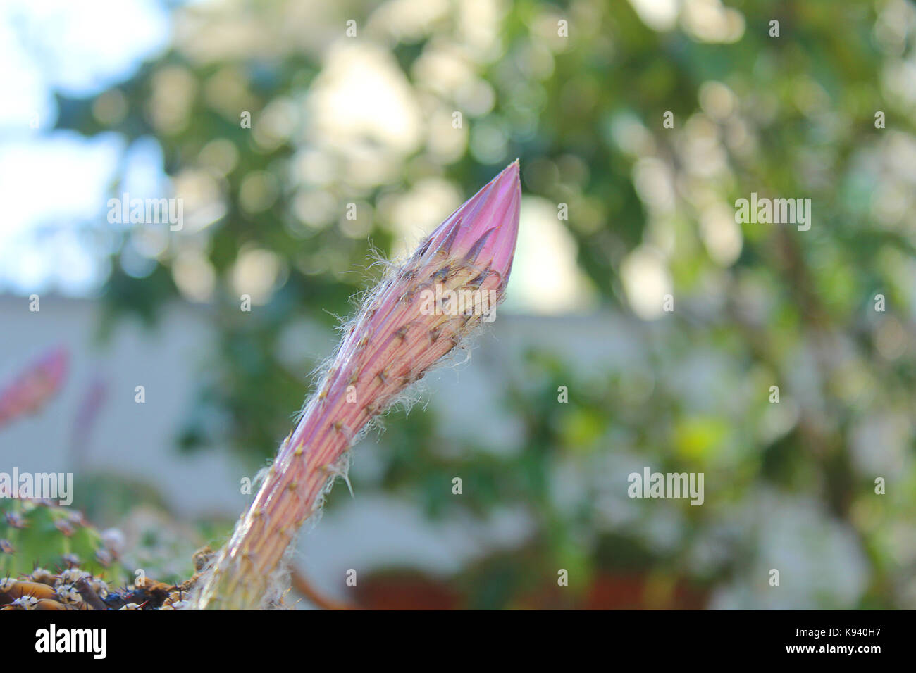 a bud of flower of a succulent plant Stock Photo - Alamy
