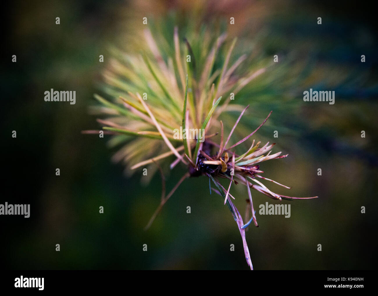 Closeup of Tree Branch Stock Photo - Alamy
