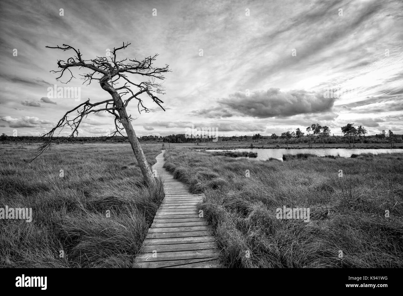 Landscape, dead tree by a wooden boardwalk. Dragonfly nature trail ...
