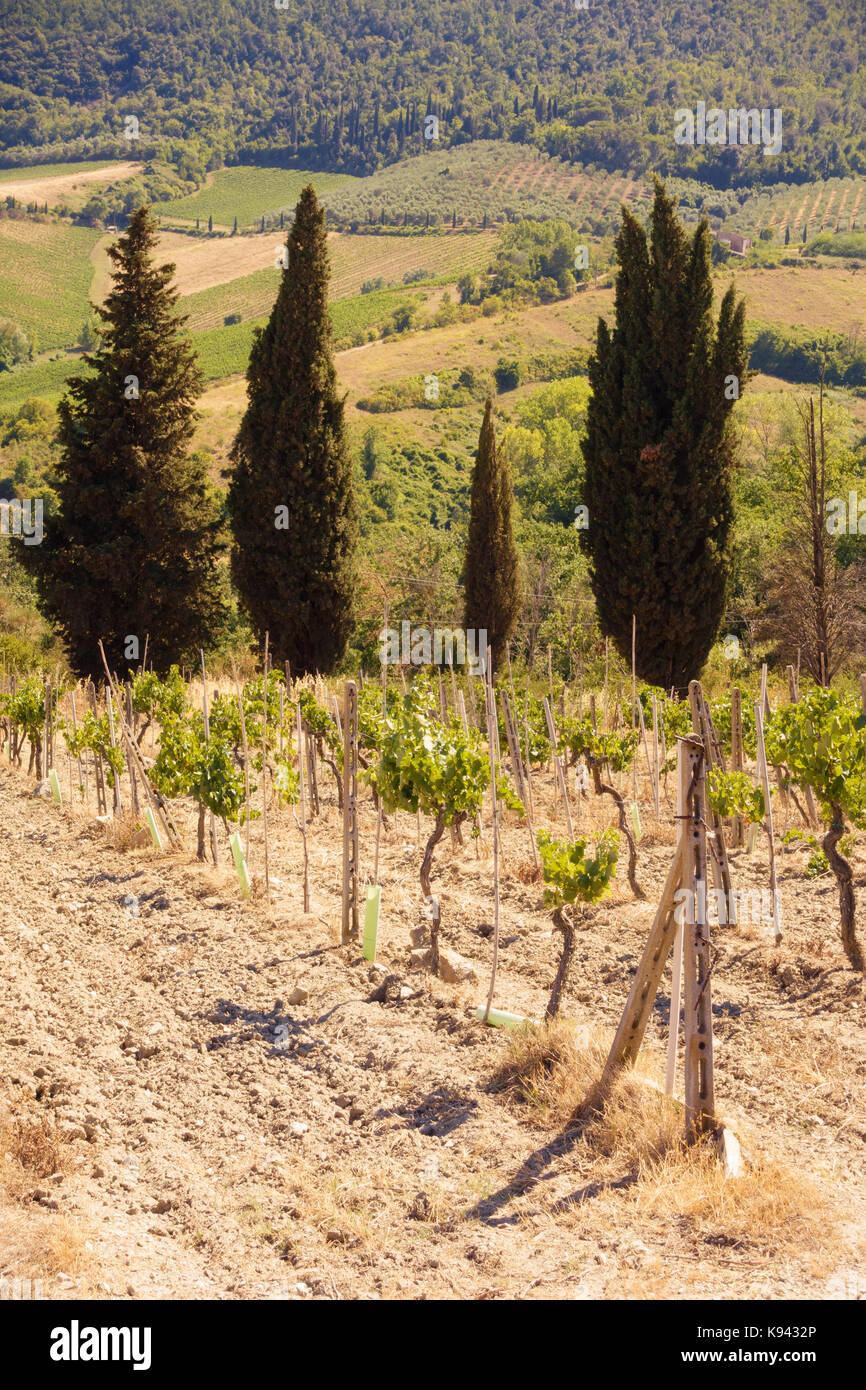 Young grape vines hi-res stock photography and images - Alamy