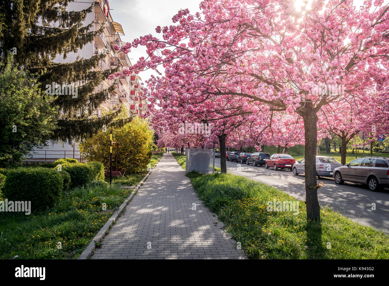 Scenic Springtime View of a City road Lined by Beautiful Sakura Trees ...