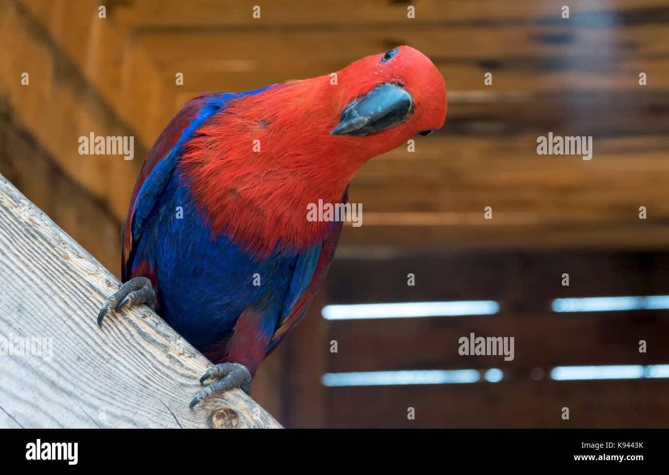 Parrot peak hi-res stock photography and images - Alamy