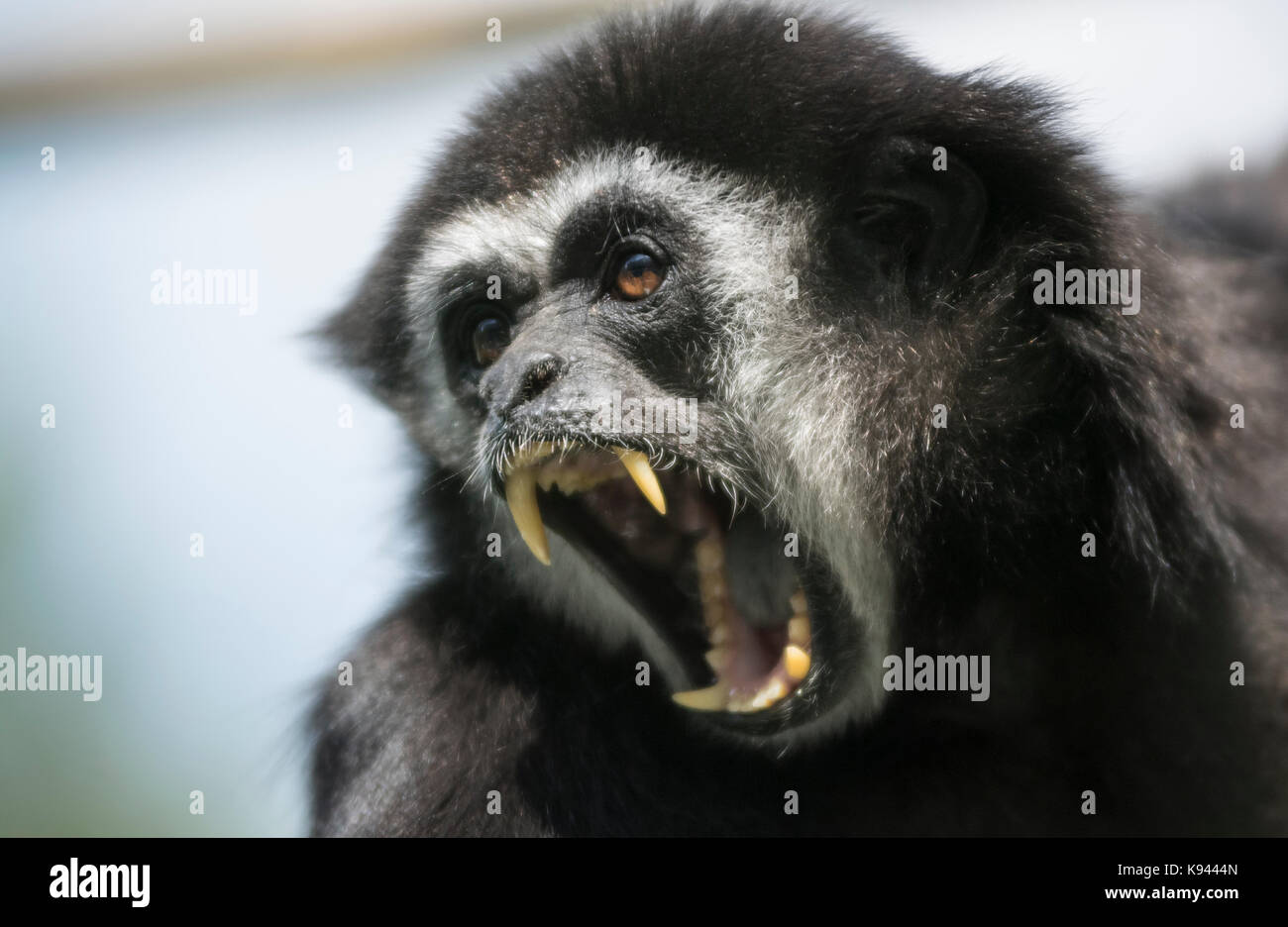 Monkey Screaming
