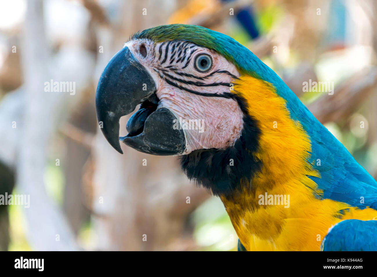 Colorful parrot species hi-res stock photography and images - Alamy