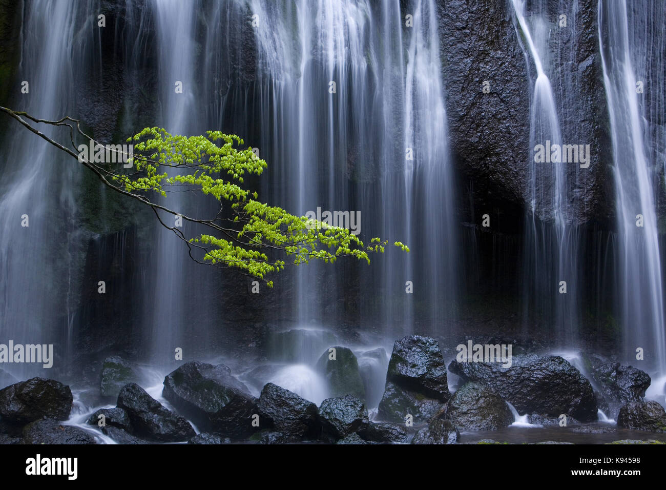 Long exposure of waterfall with branch of Maple tree with green leaves ...