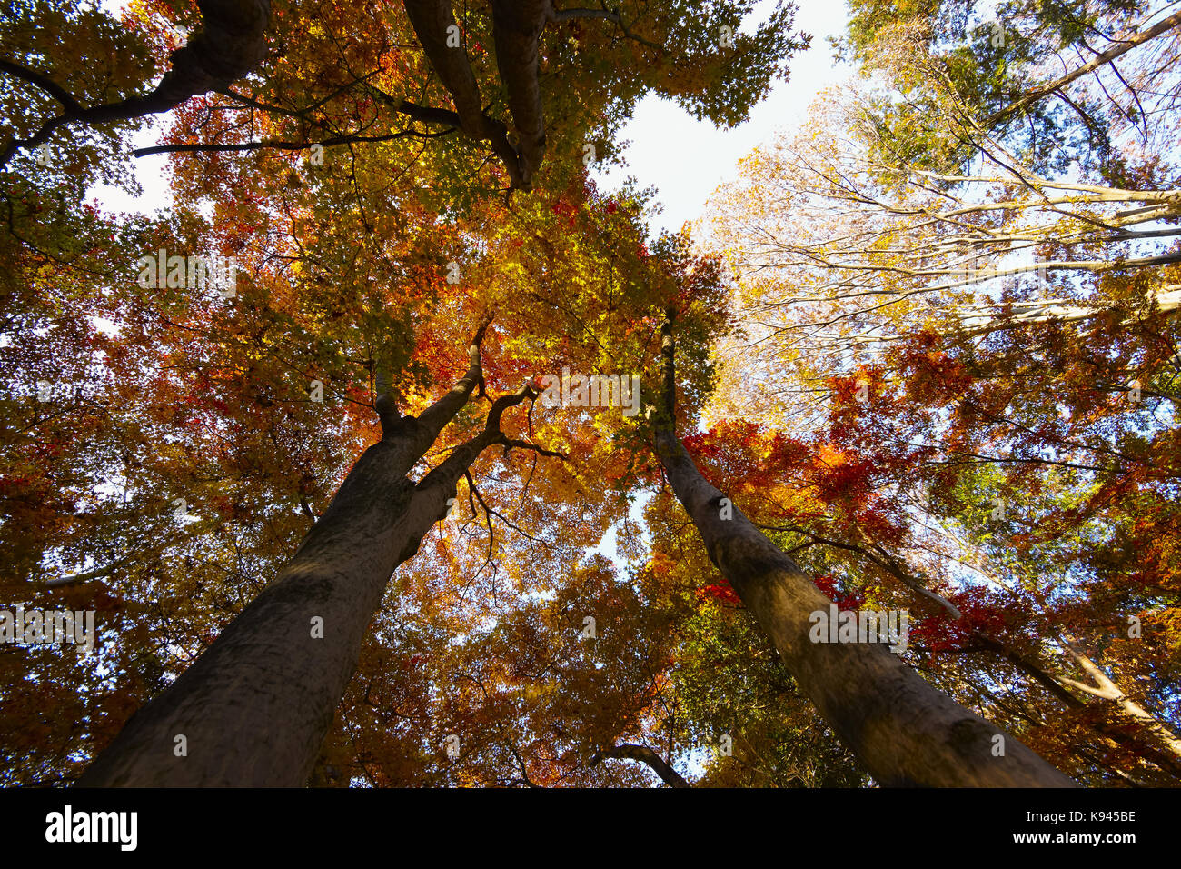 Low angle view of tree canopy with lush red and golden foliage Stock ...