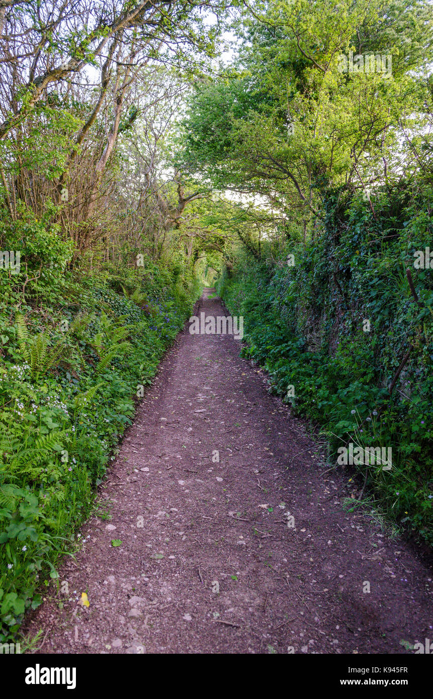 Rural tree-lined path near Slapton Stock Photo - Alamy