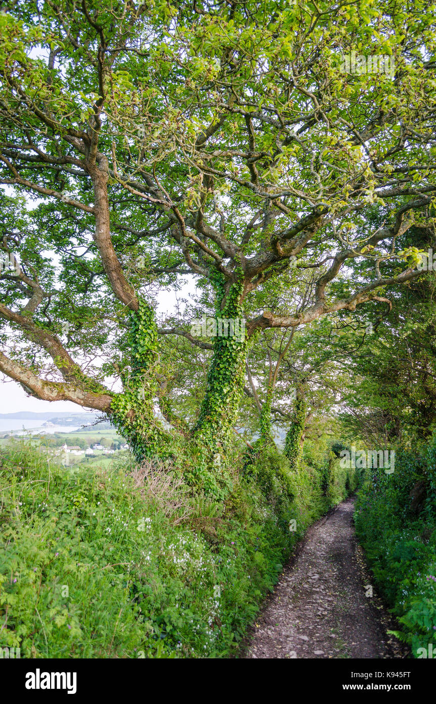 Rural tree-lined path near Slapton Stock Photo - Alamy