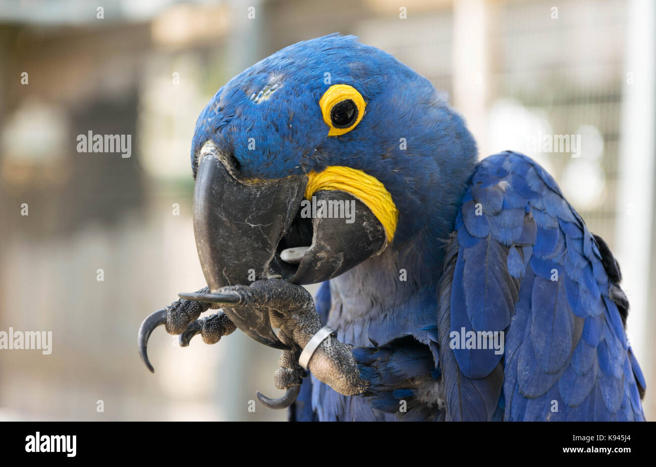 Blue parrot hi-res stock photography and images - Alamy