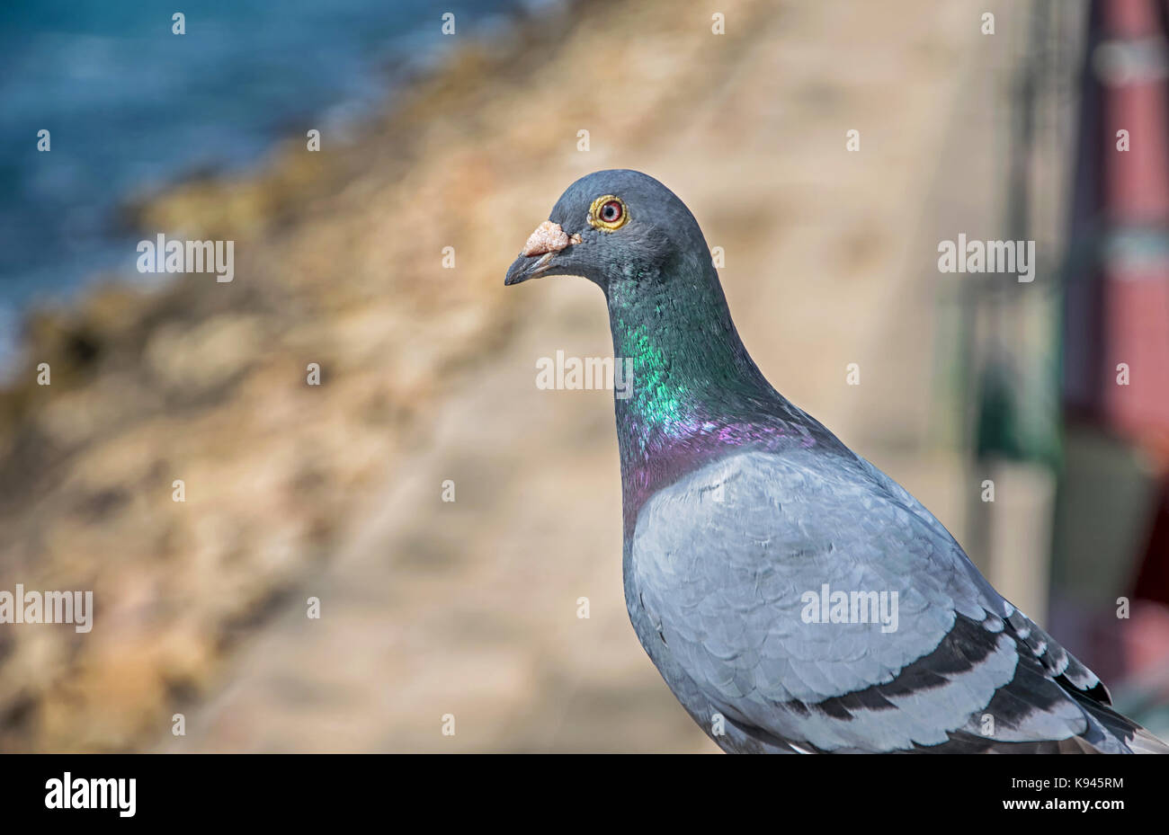 Pigeon photo frame hi-res stock photography and images - Alamy