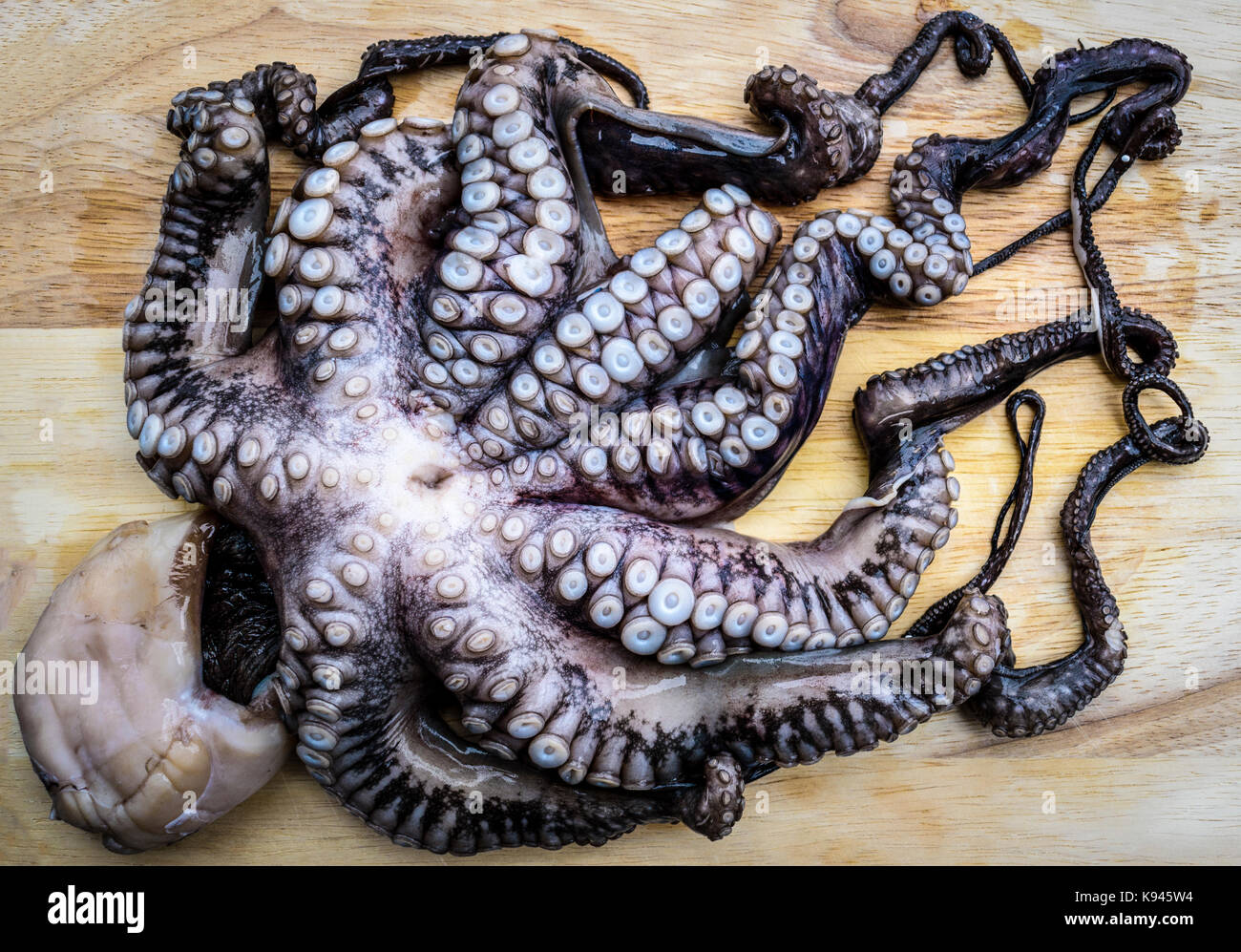 World octopus day hi-res stock photography and images - Alamy