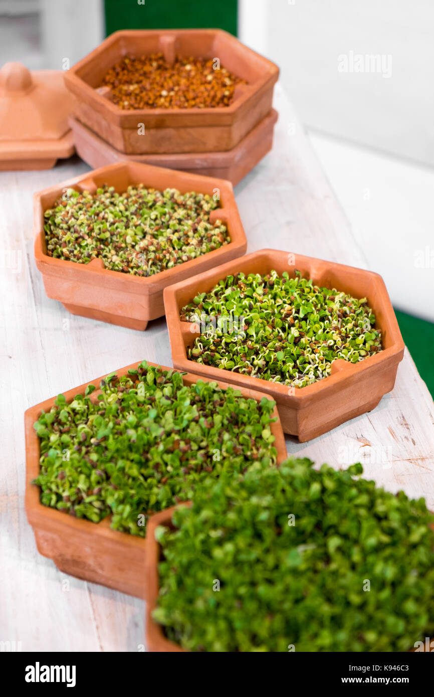 Lentil plant hi-res stock photography and images - Alamy