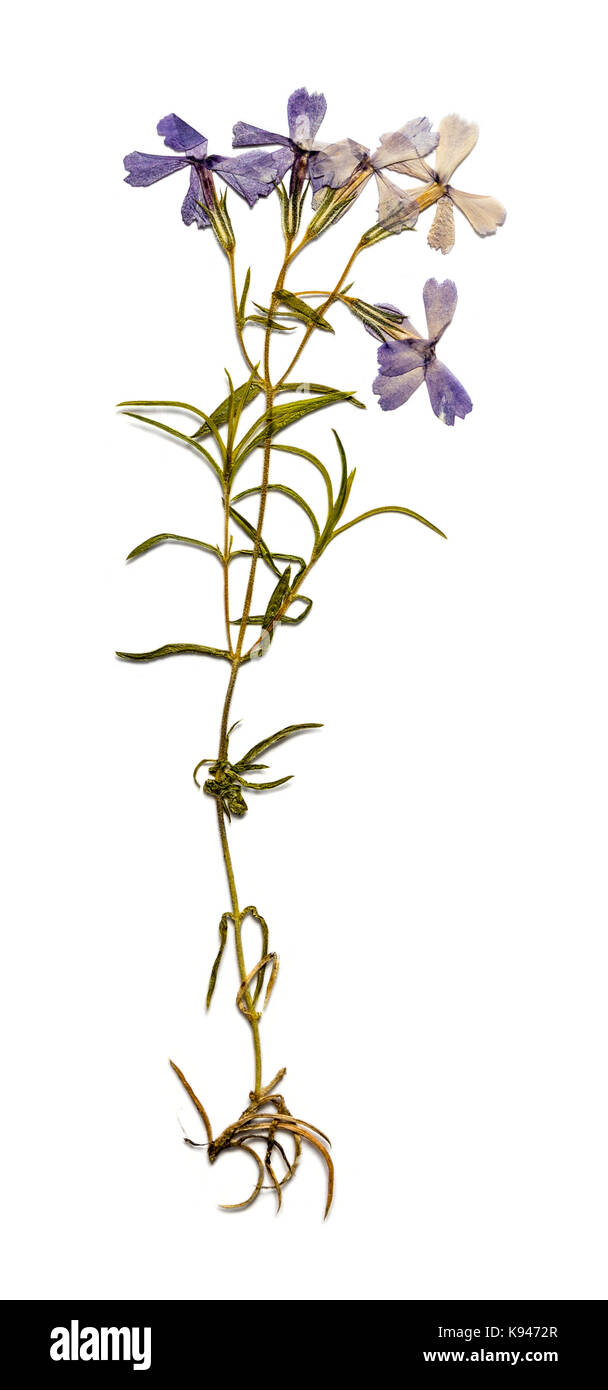 Small dry flower isolated on white background Stock Photo - Alamy