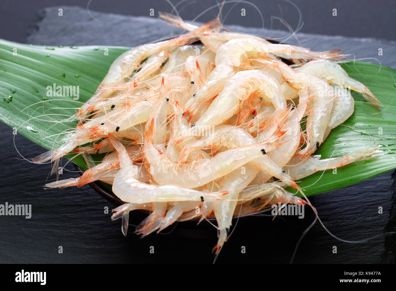shiroebi, japanese glass shrimp, pasiphaea japonica Stock Photo - Alamy