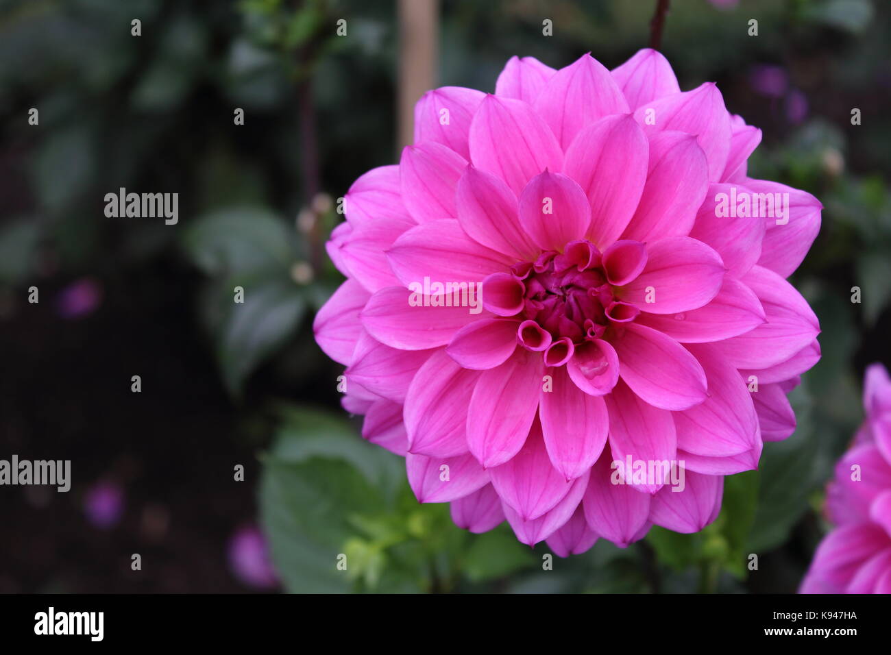 pink dahlia flower vicus beda in flower Stock Photo - Alamy