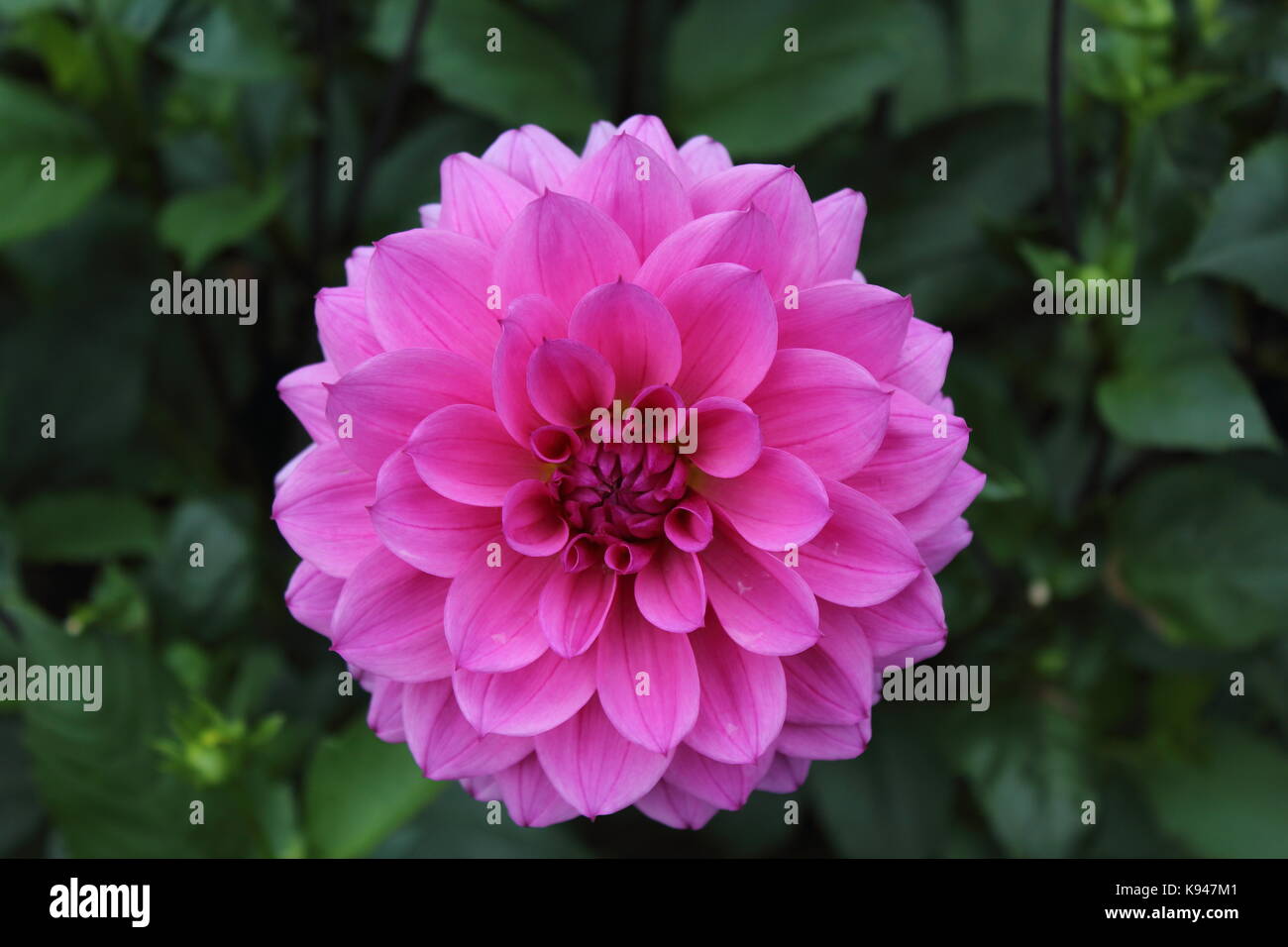 Dahlia vicus beda hi-res stock photography and images - Alamy