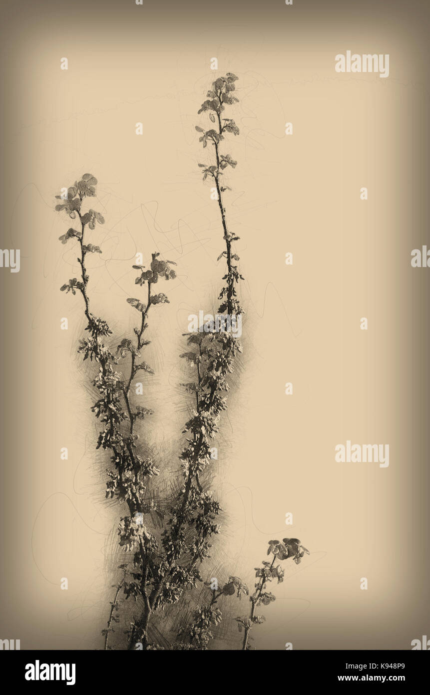 Digitally enhanced image of a Judas Tree (Cercis siliquastrum ...