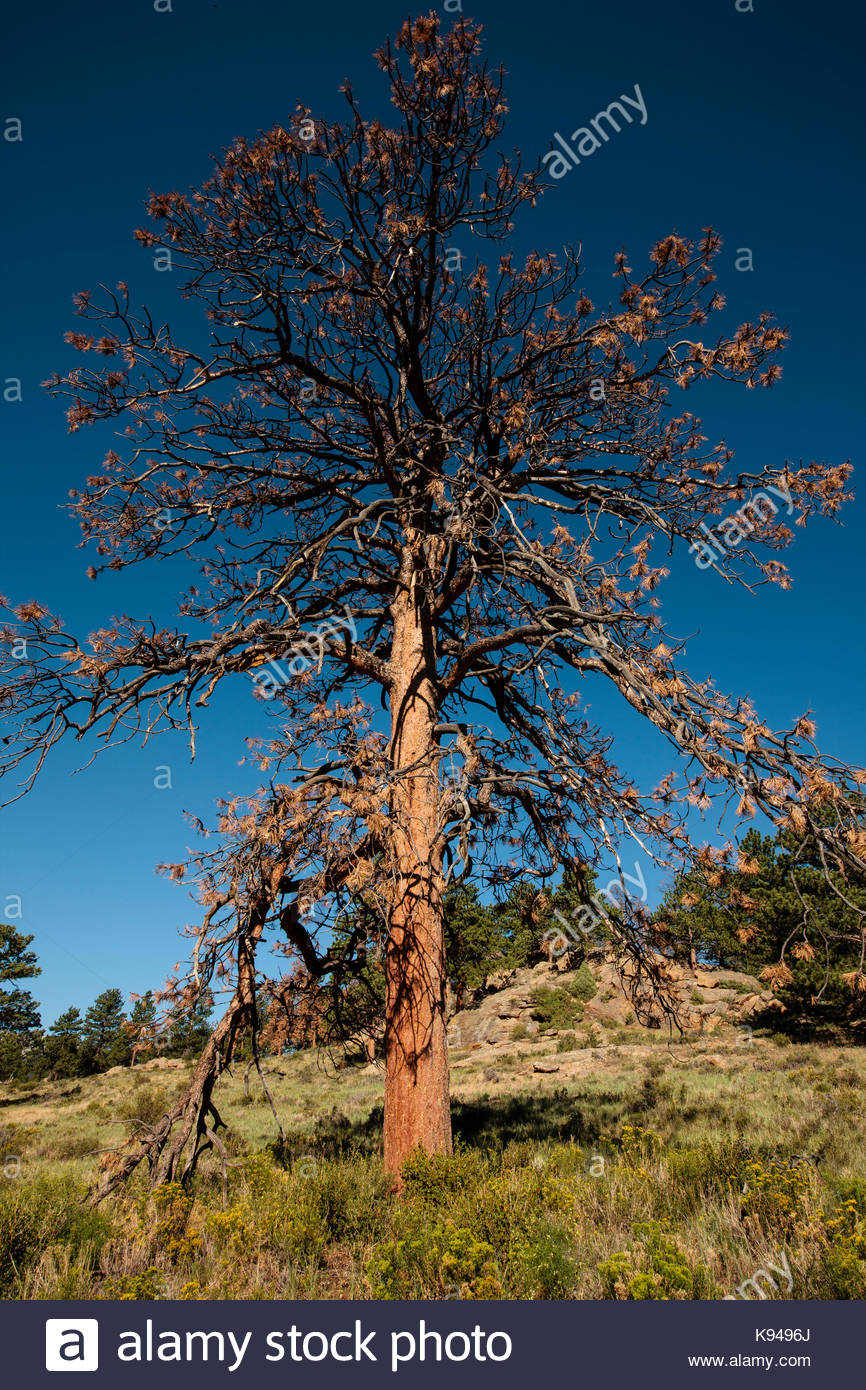Mountain Pine Beetle Stock Photos & Mountain Pine Beetle Stock Images ...