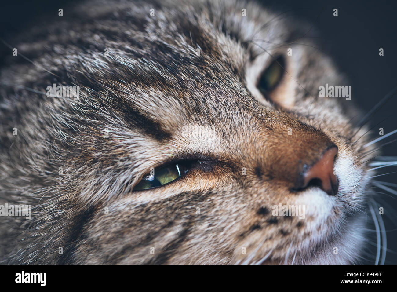 cute sleeping cat portrait Stock Photo - Alamy