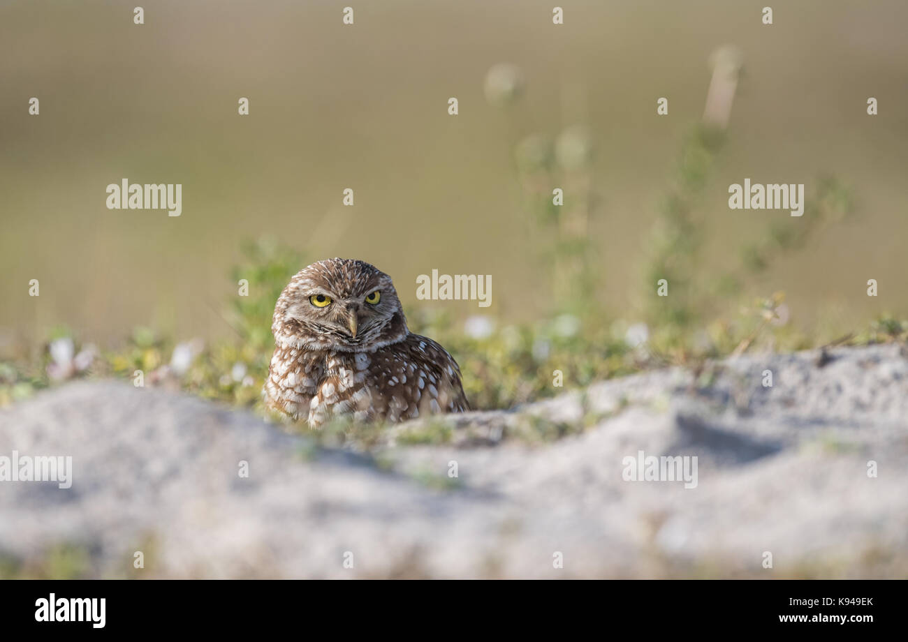 Underground owl hi-res stock photography and images - Alamy
