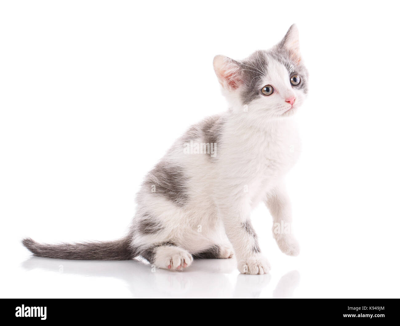 A true friend. Cat is isolated on white Stock Photo - Alamy
