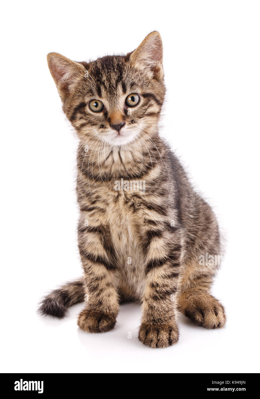 Cat poster. pet Stock Photo - Alamy