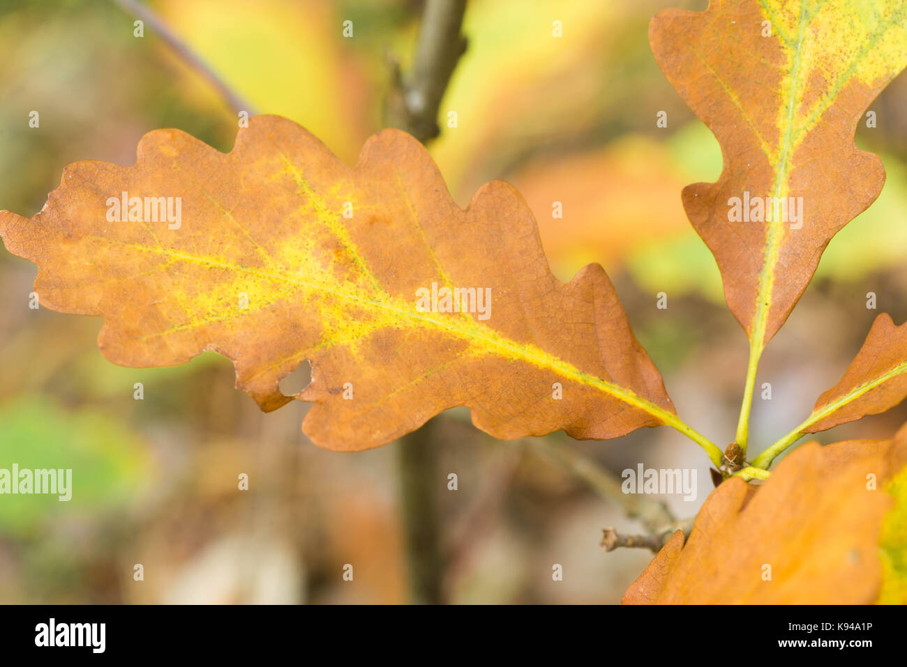 Fall oak leaves hi-res stock photography and images - Alamy