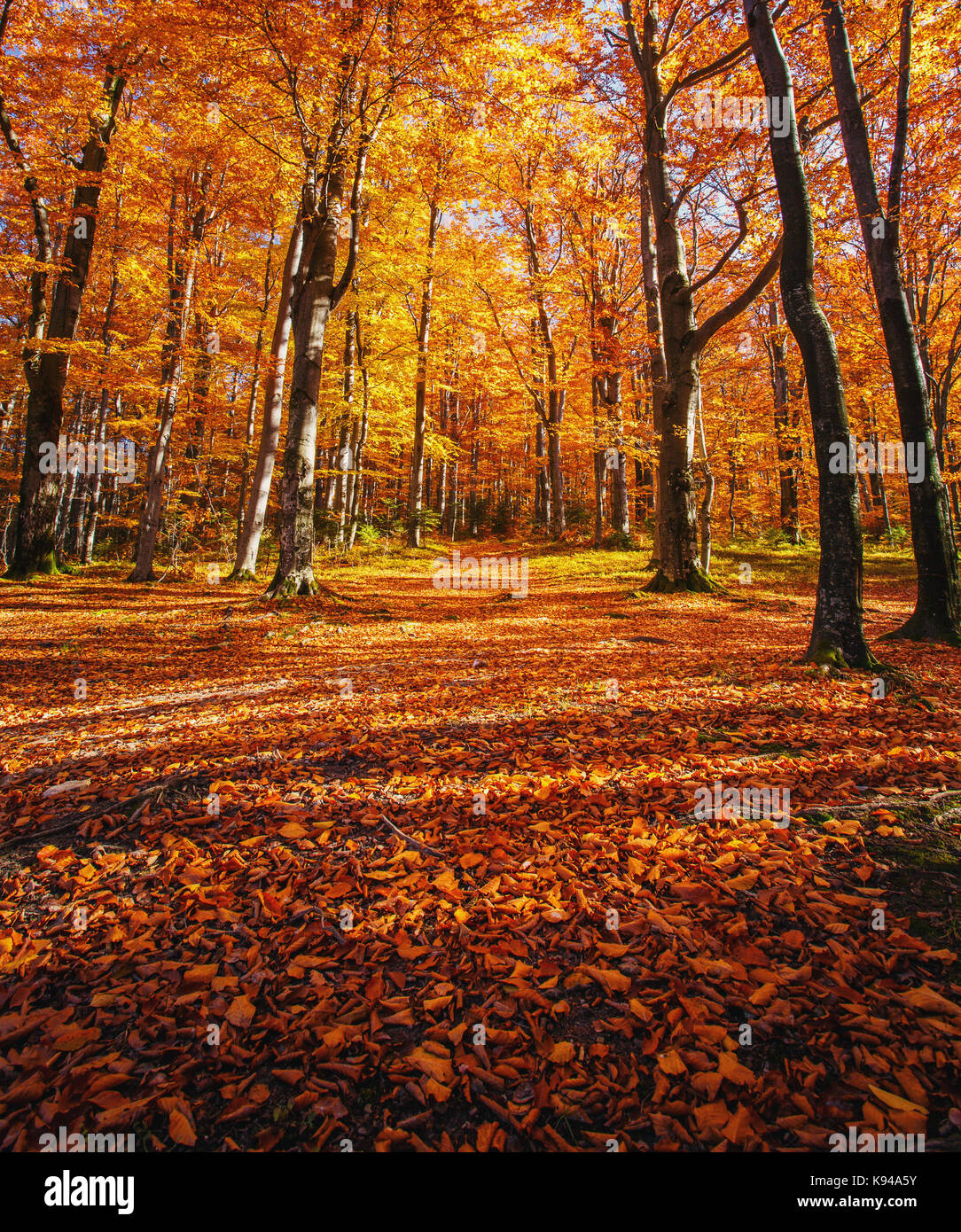 Magic forest park hi-res stock photography and images - Alamy