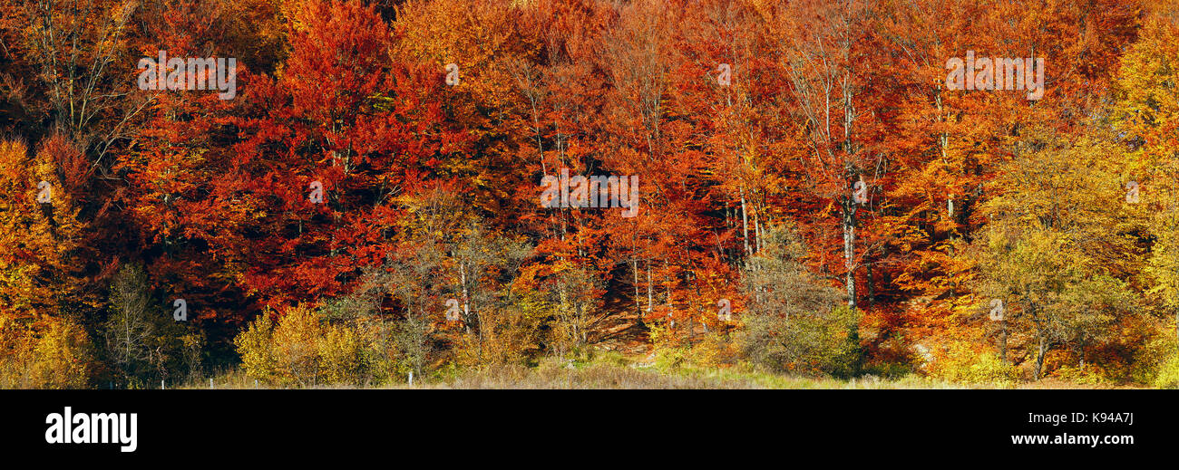 Foliage forest bright environment natural landscape hi-res stock ...