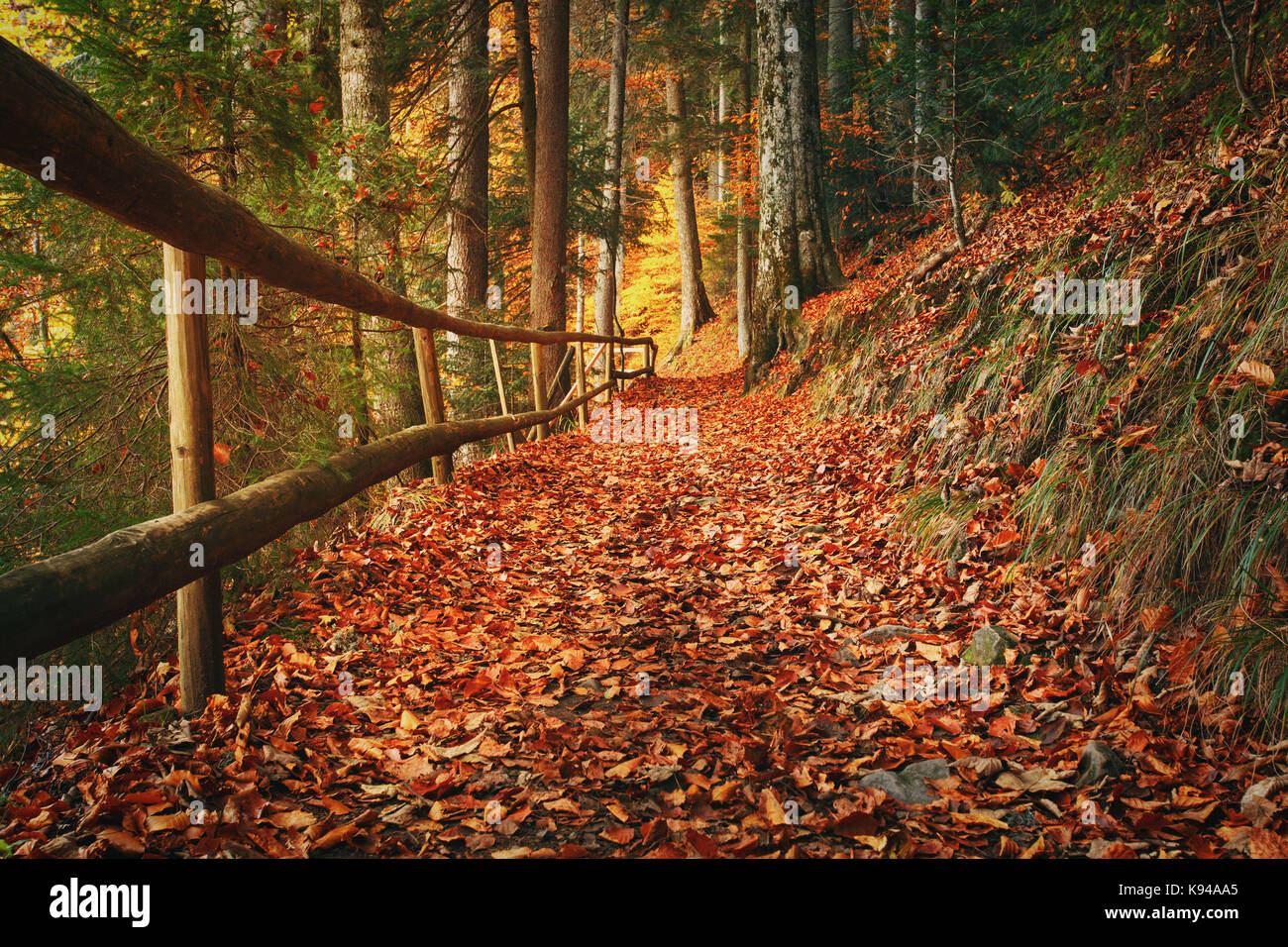 Trail covered with fallen autumn leaves. Beautiful landscape Stock ...
