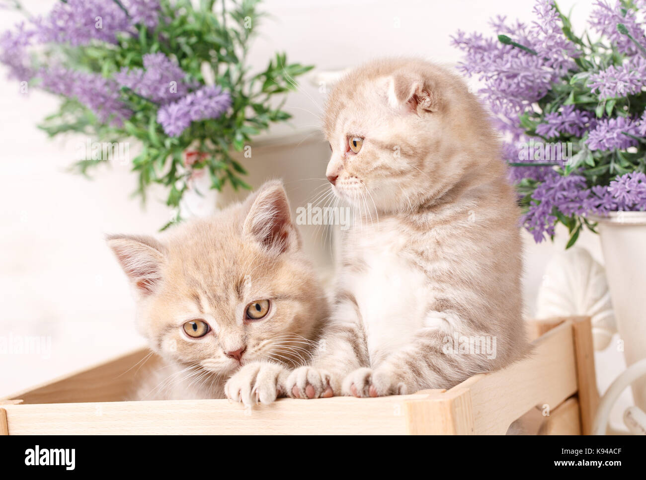 Little red scottish fold kittens playing in wooden box Stock Photo - Alamy