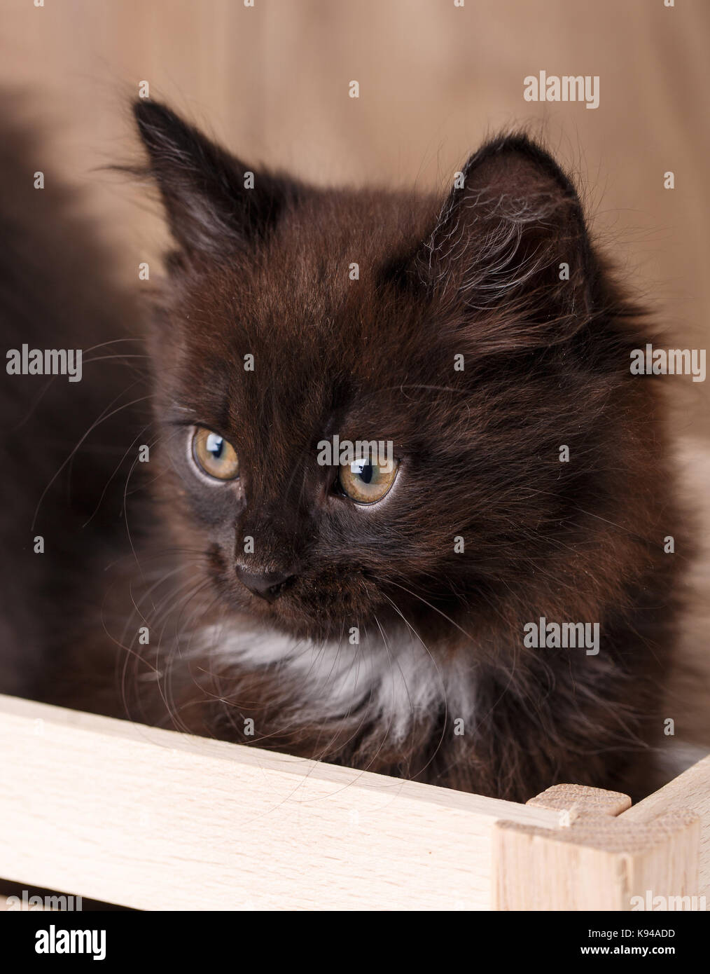 Kurilian Bobtail cat portrait Stock Photo - Alamy