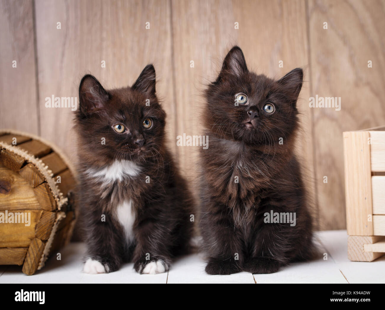 Kurilian Bobtail kittens. Funny couple Stock Photo - Alamy