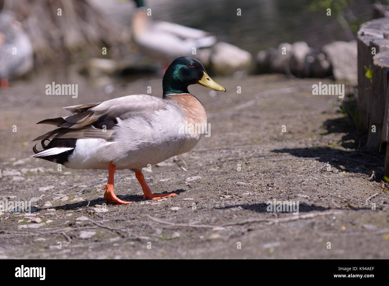 A wild duck Stock Photo - Alamy