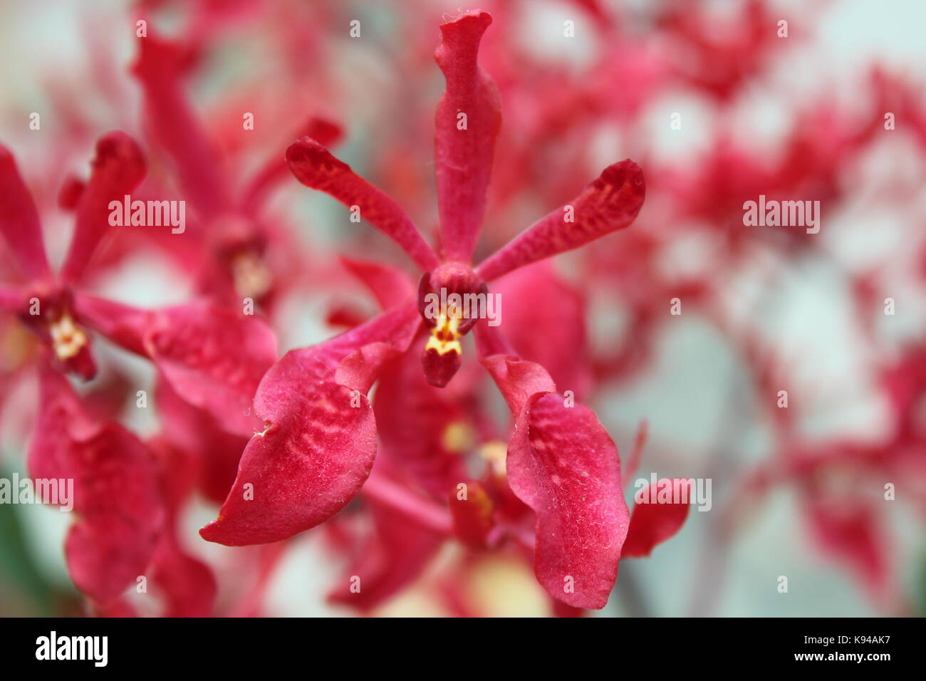 Blood Orchids, red beautiful orchids Stock Photo - Alamy