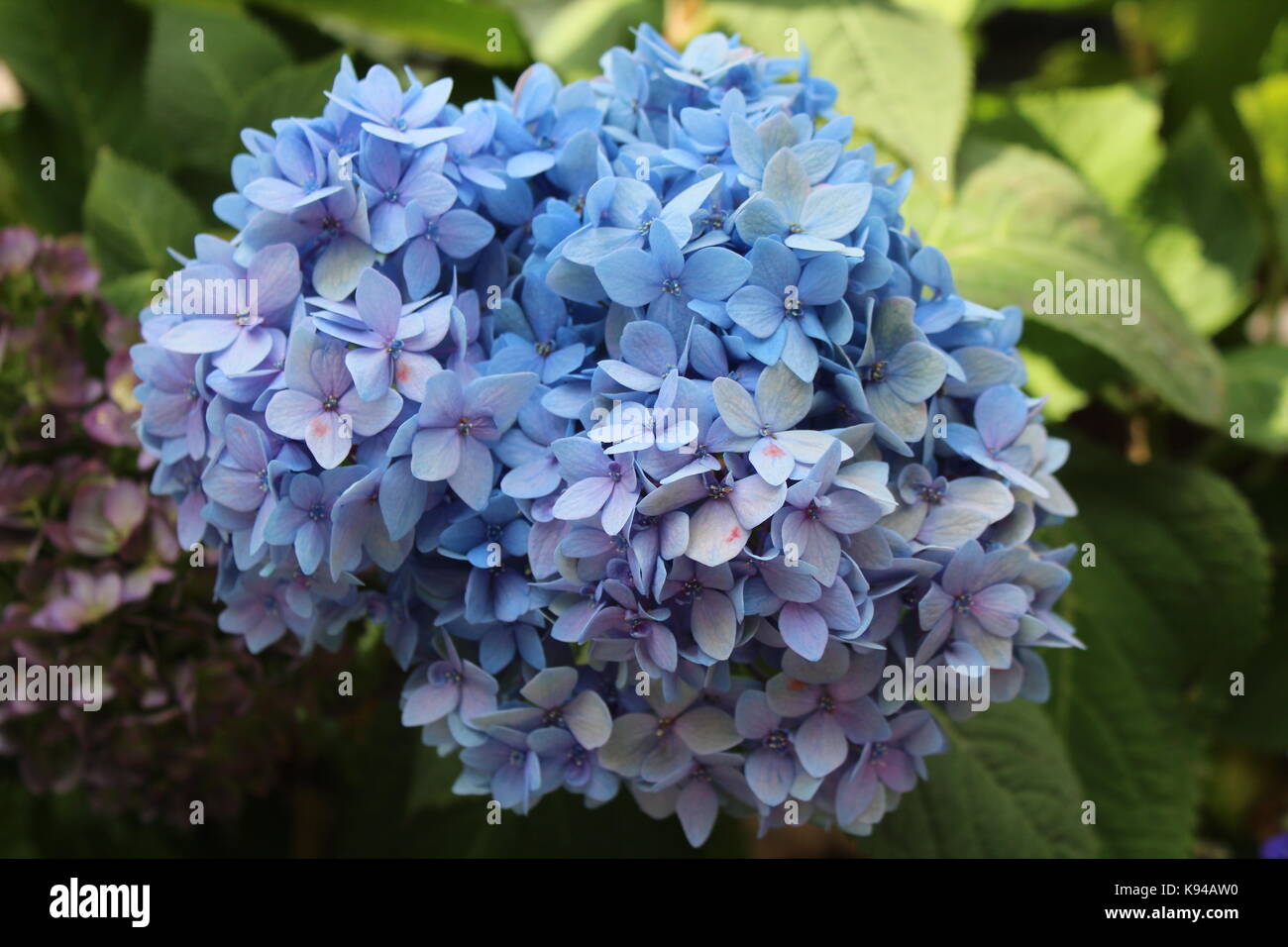Beautiful purple flower setting Stock Photo - Alamy