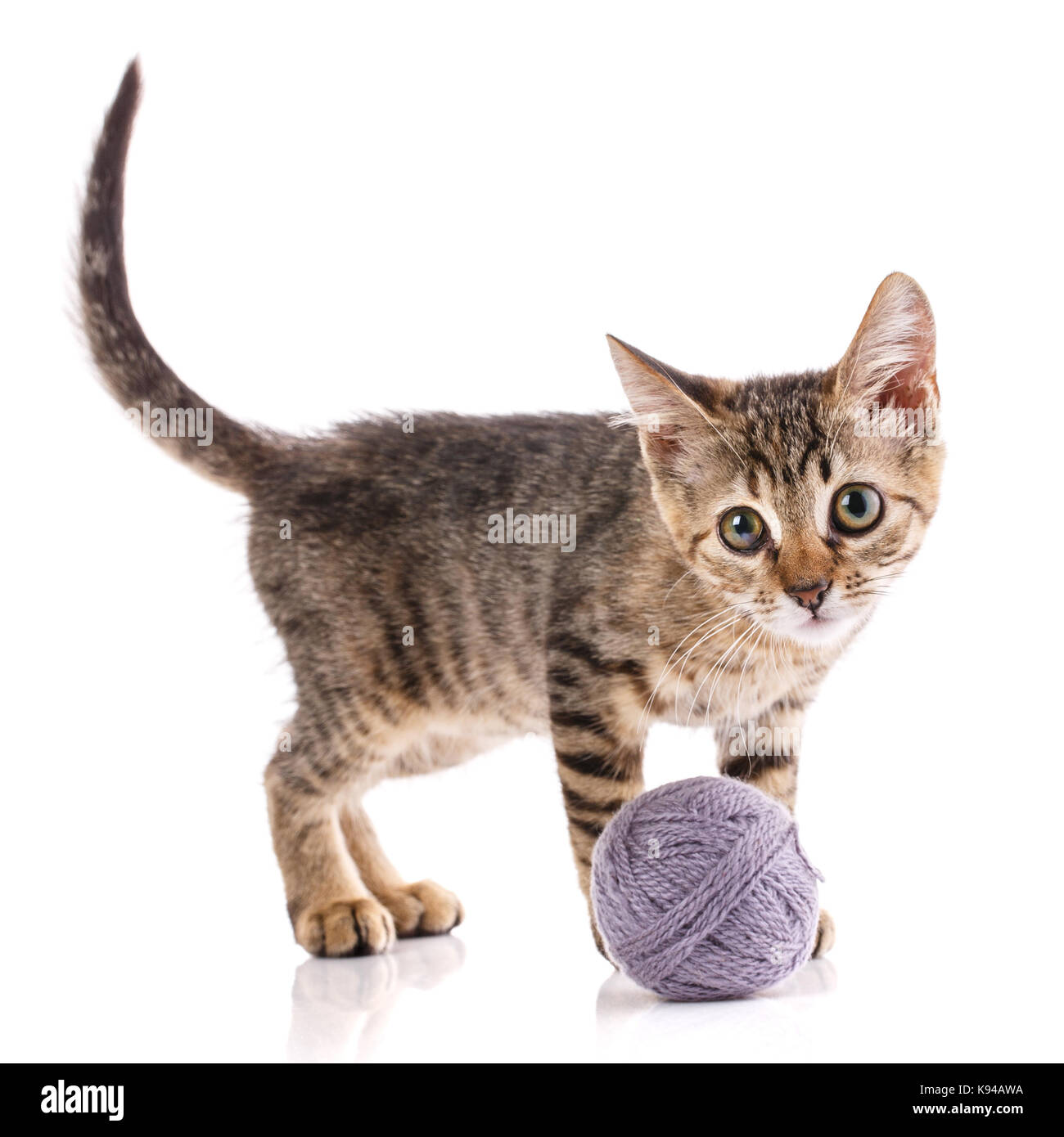 A kitten on a white background. The cat is playing with the ball Stock ...