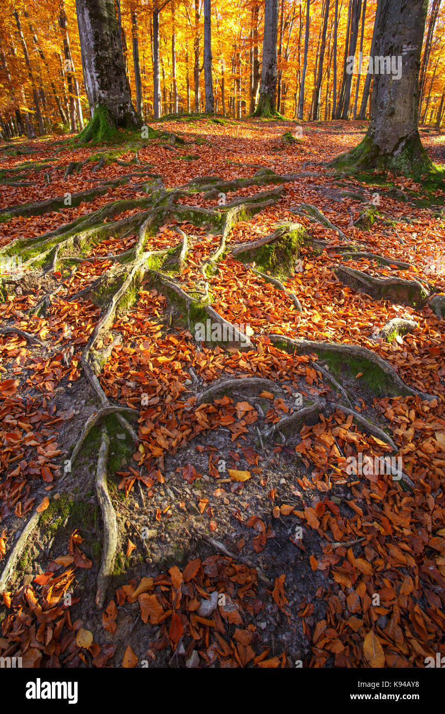 Landscape with the autumn forest. Strong roots of old trees. beautiful ...