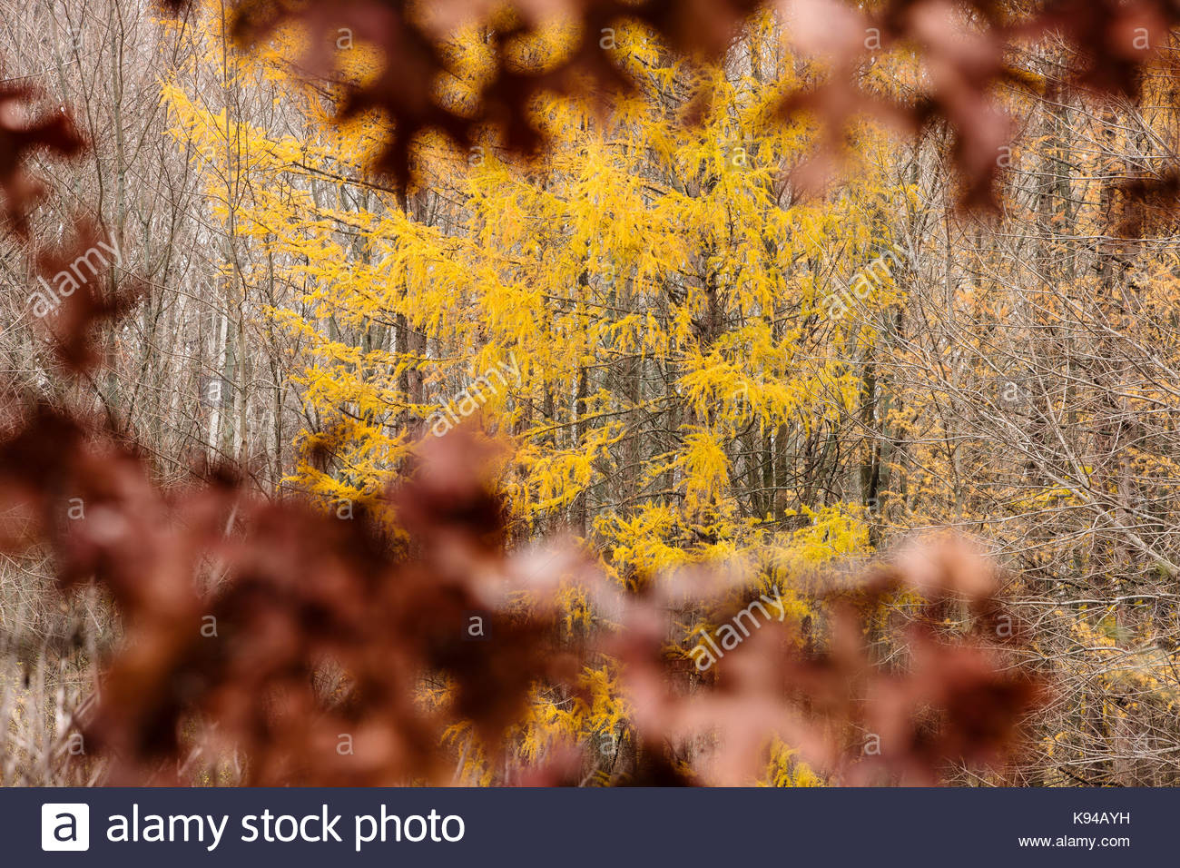 Tamarack Tree Stock Photos & Tamarack Tree Stock Images - Alamy