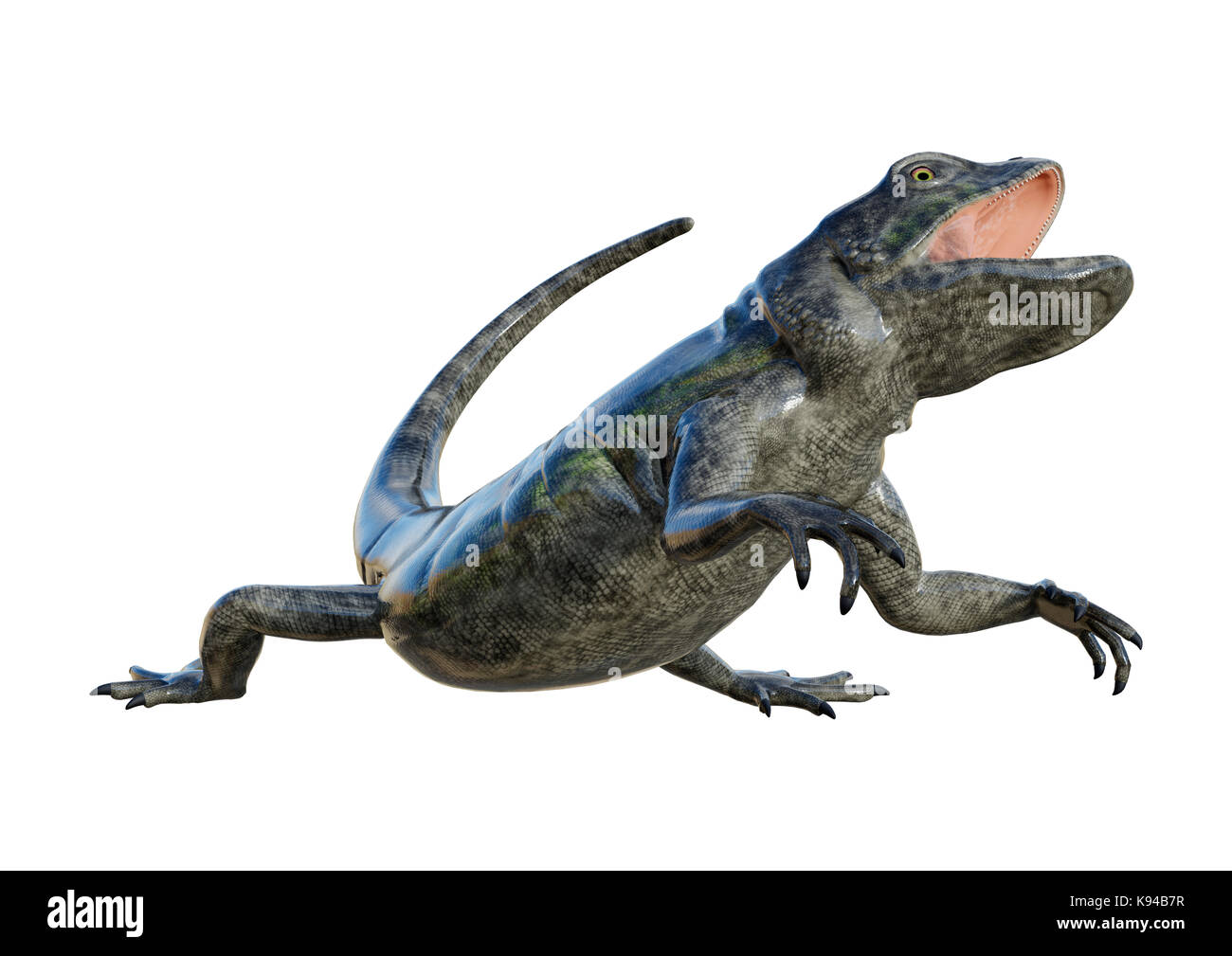 3D rendering of a large lizard chuckwalla isolated on white background ...