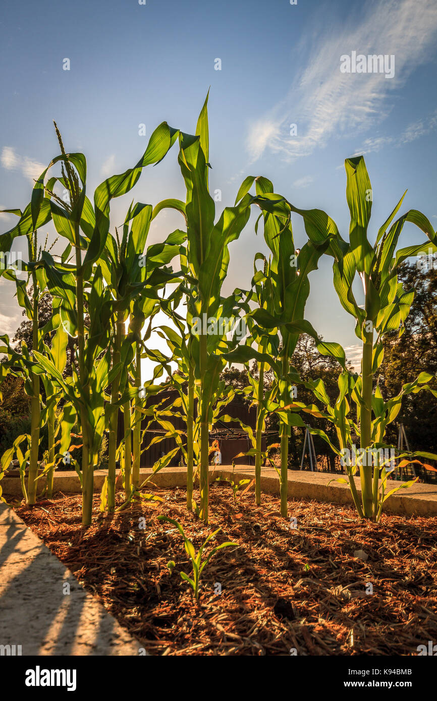Corn growing in backyard garden bed with sun behind Stock Photo - Alamy