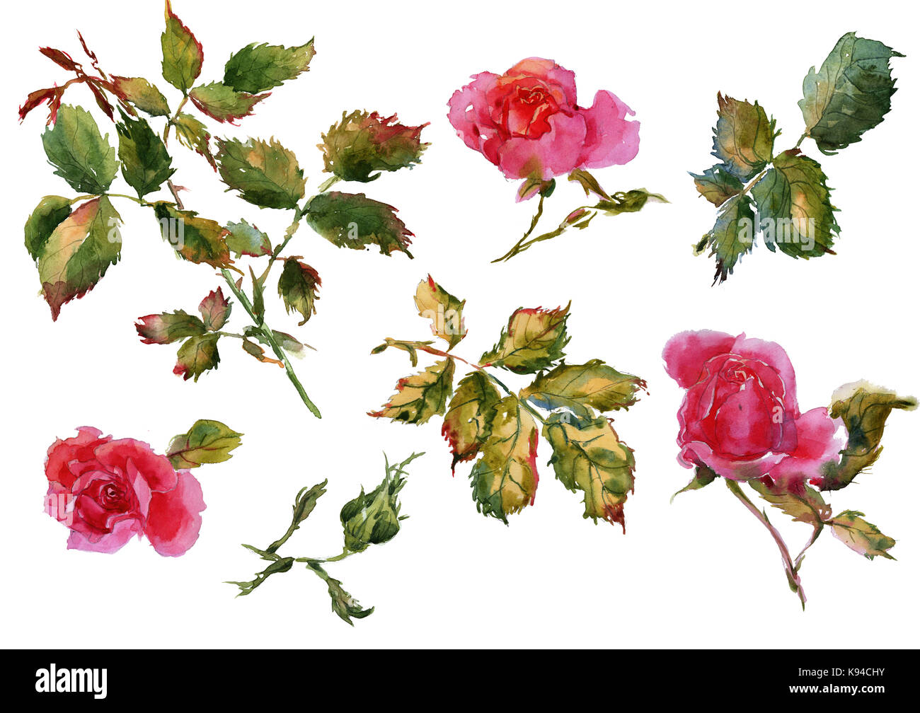 rose-flowers-handmade-watercolor-pattern-gentle-stock-photo-alamy