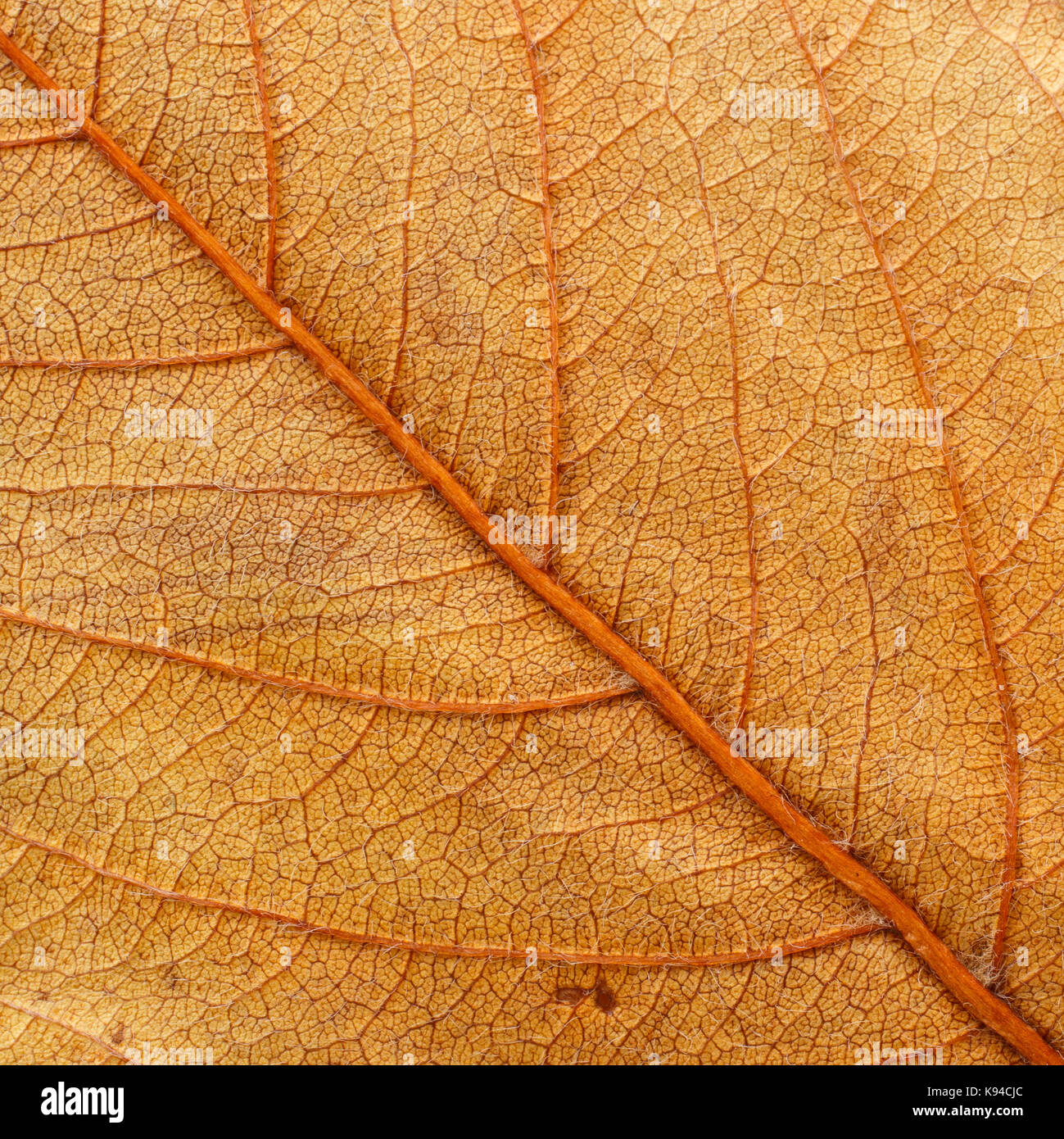 Yellow autumn leaf texture, background Stock Photo - Alamy